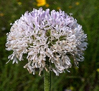 Wildflower Seeds - new source this year Pine Ridge Gardens