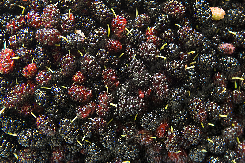 The 3 Foragers: Foraging for Wild, Natural, Organic Food: Mulberry ...