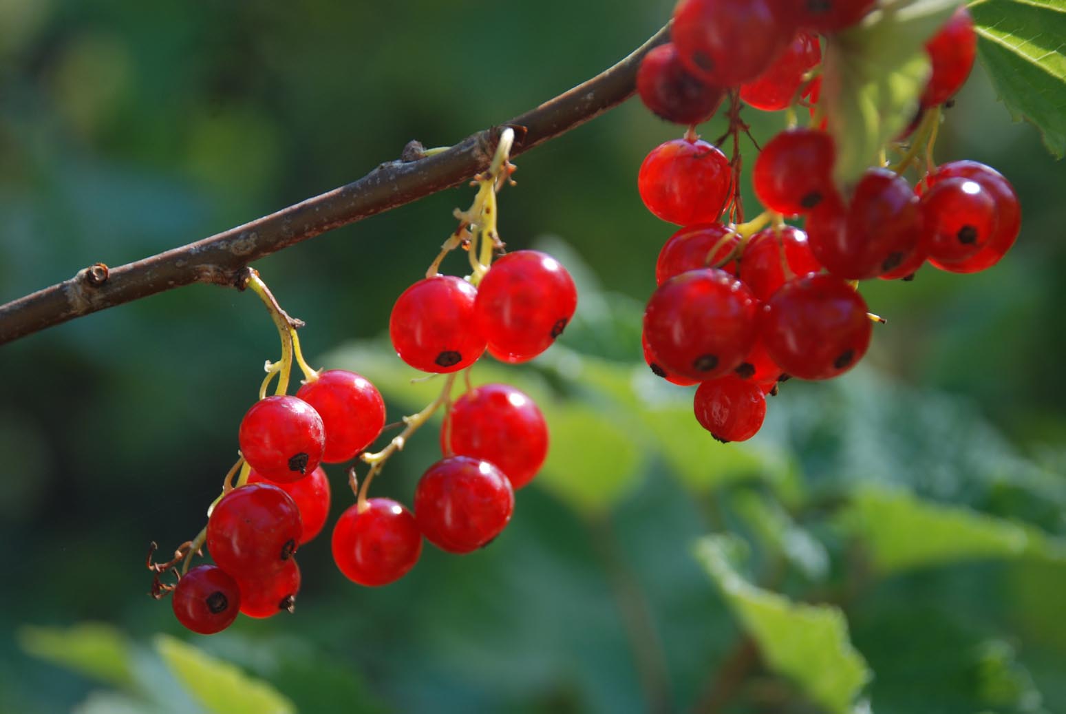 Applegarth Farm: berries in the garden