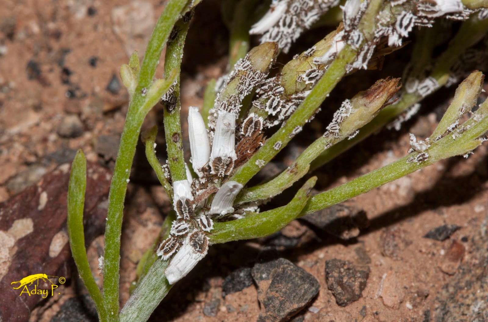 Artropodolandia: Cochinilla: Orthezia insignis afecta a Plantas Canarias