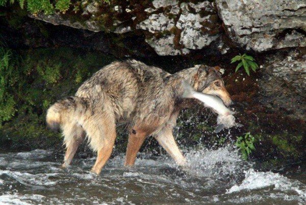 White Wolf : Alaskan Gray wolf gives the brown bears a fishing lesson