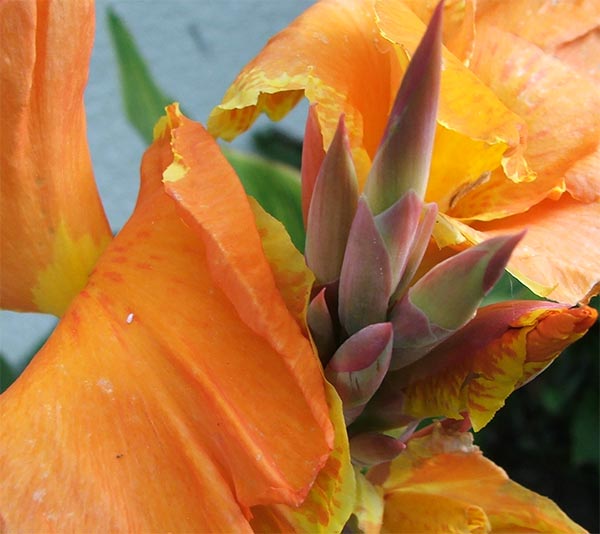 Canna | World Of Flowers