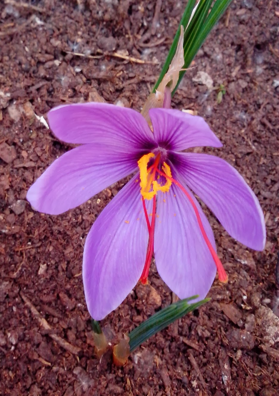 Agenda de cultivos: Cultivando azafrán