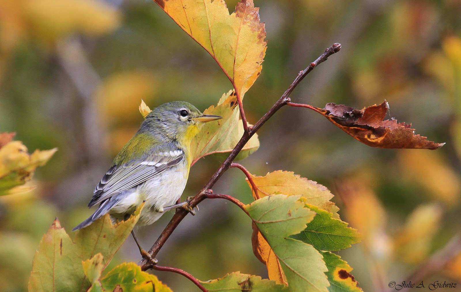 Nature's Splendor: Autumn Birds