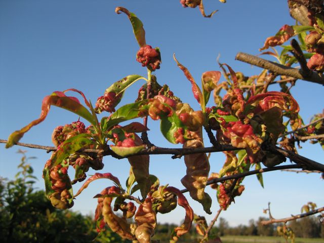 Nectarine Tree Leaves