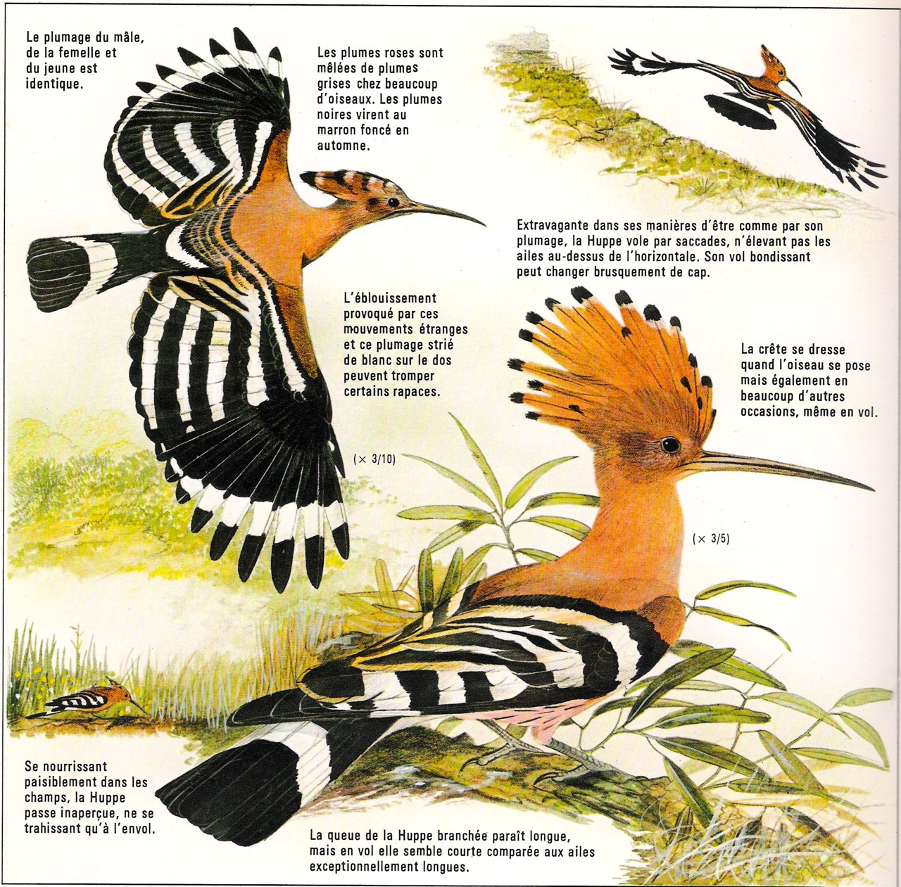 Truffe et compagnie: HUPPE HUPPE HUPPE