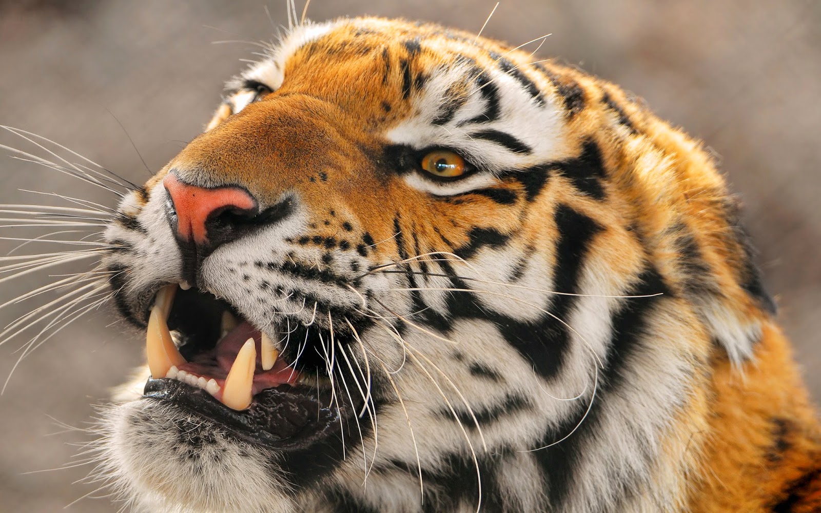 Desktop HD Wallpapers Free Downloads: Angry Tiger HD Wallpapers