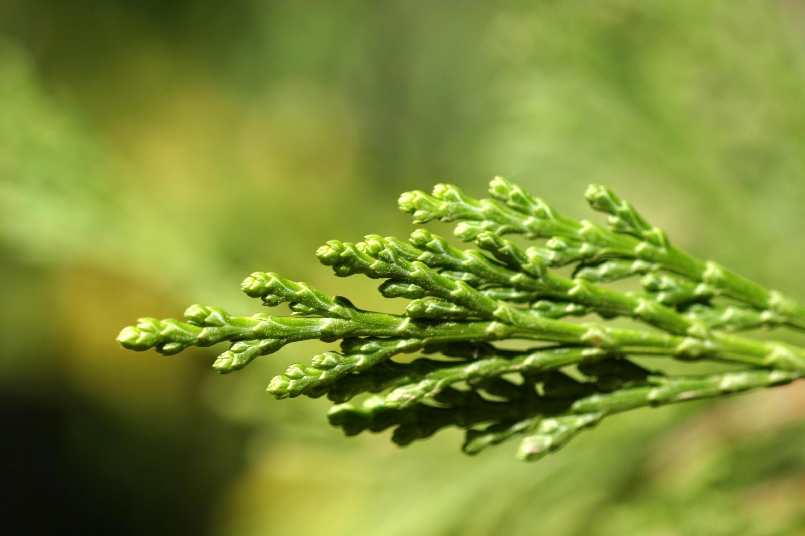 Hierbas con Poderes Mágicos: "El Cedro y Sus Propiedades Mágicas".