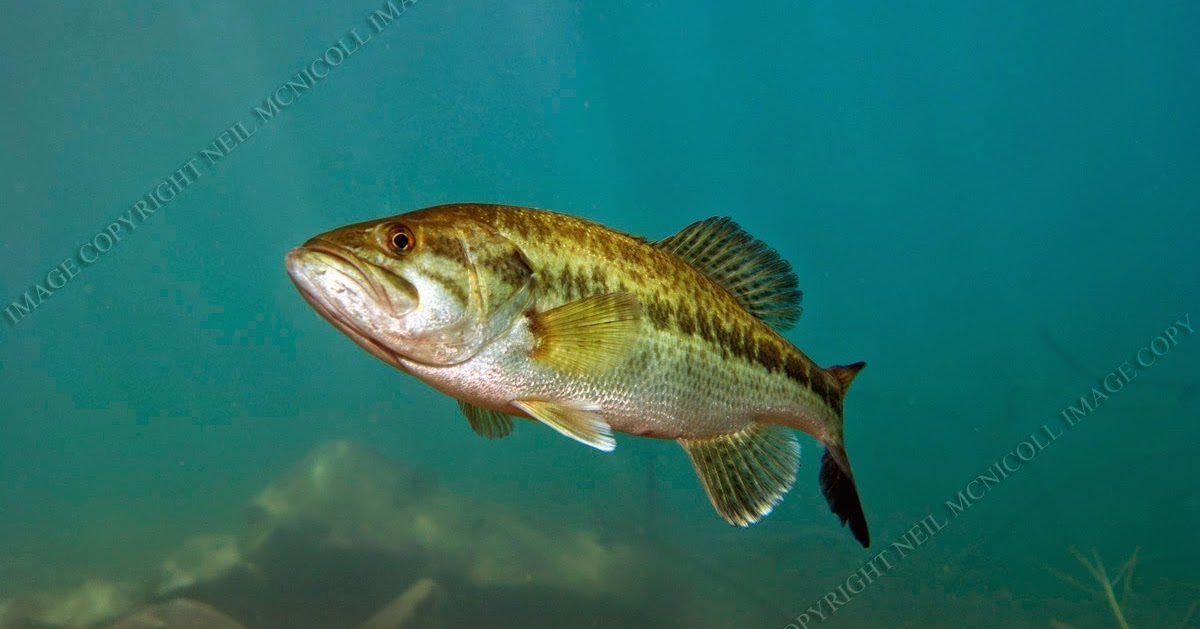 Largemouth Bass Underwater Photography: LARGEMOUTH BASS 3