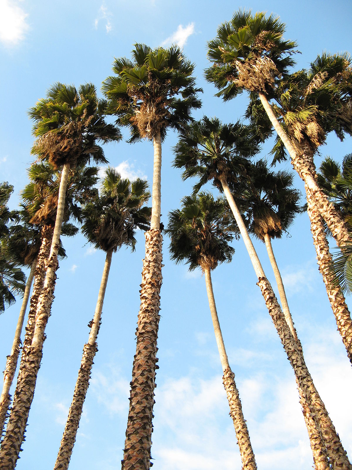 Washingtonia filifera «palmera de California» - Id Plantae