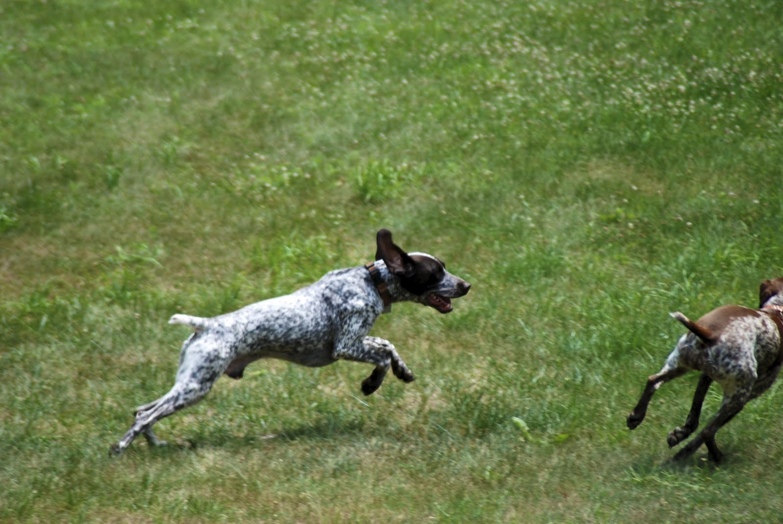 Adventures of a GSP Hunting Dog: The Weekend in Review: GSP Playdate ...