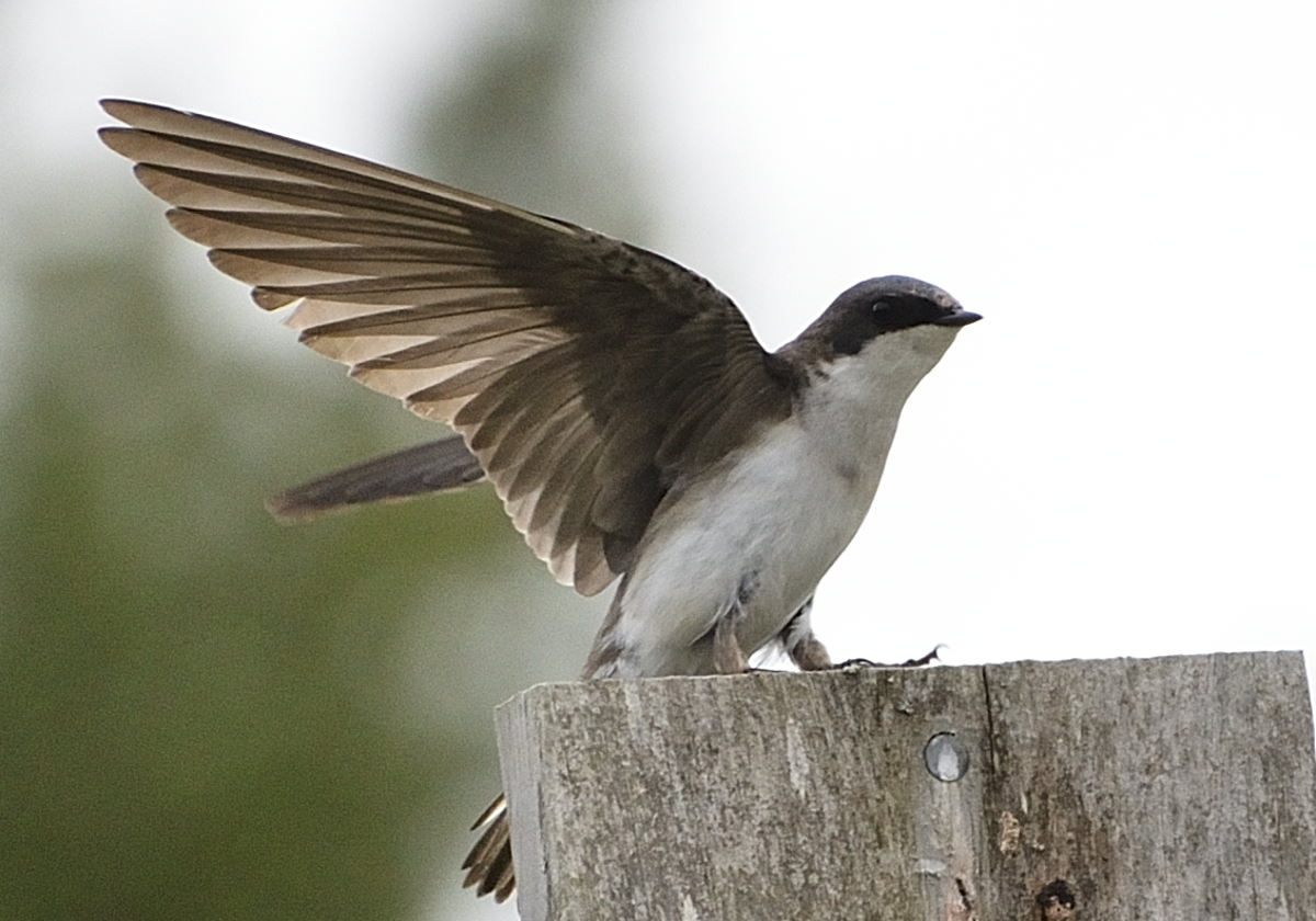 Katahdin, The Maine North Woods and Florida: Tree Swallows setting up ...