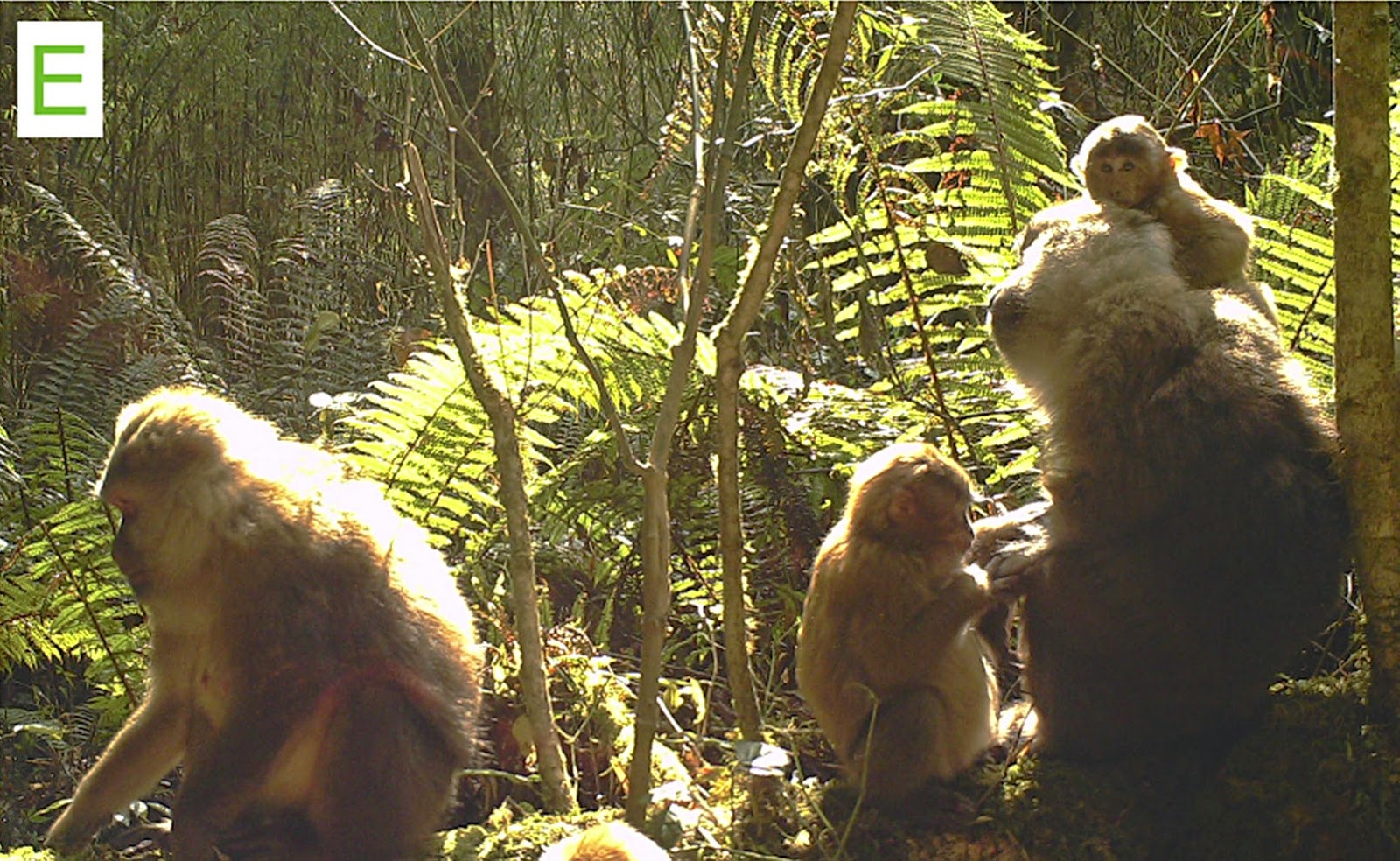 Sciency Thoughts: Macaca leucogenys, a new species of Macaque from ...