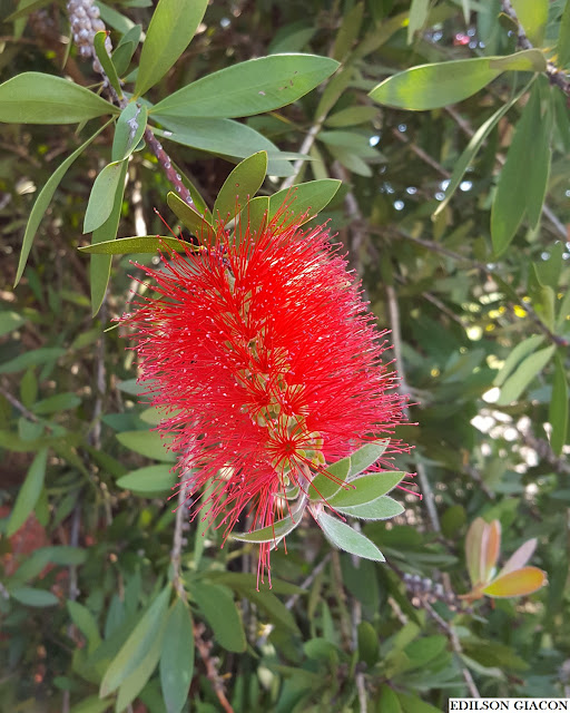 Viveiro Ciprest - Plantas Nativas e Exóticas: Calistemo Vermelho Erecto ...