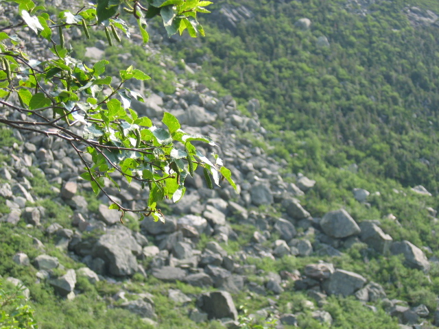 Tramping with Gray Jay 56: Mt.Washington via Huntington Ravine 7/31/06