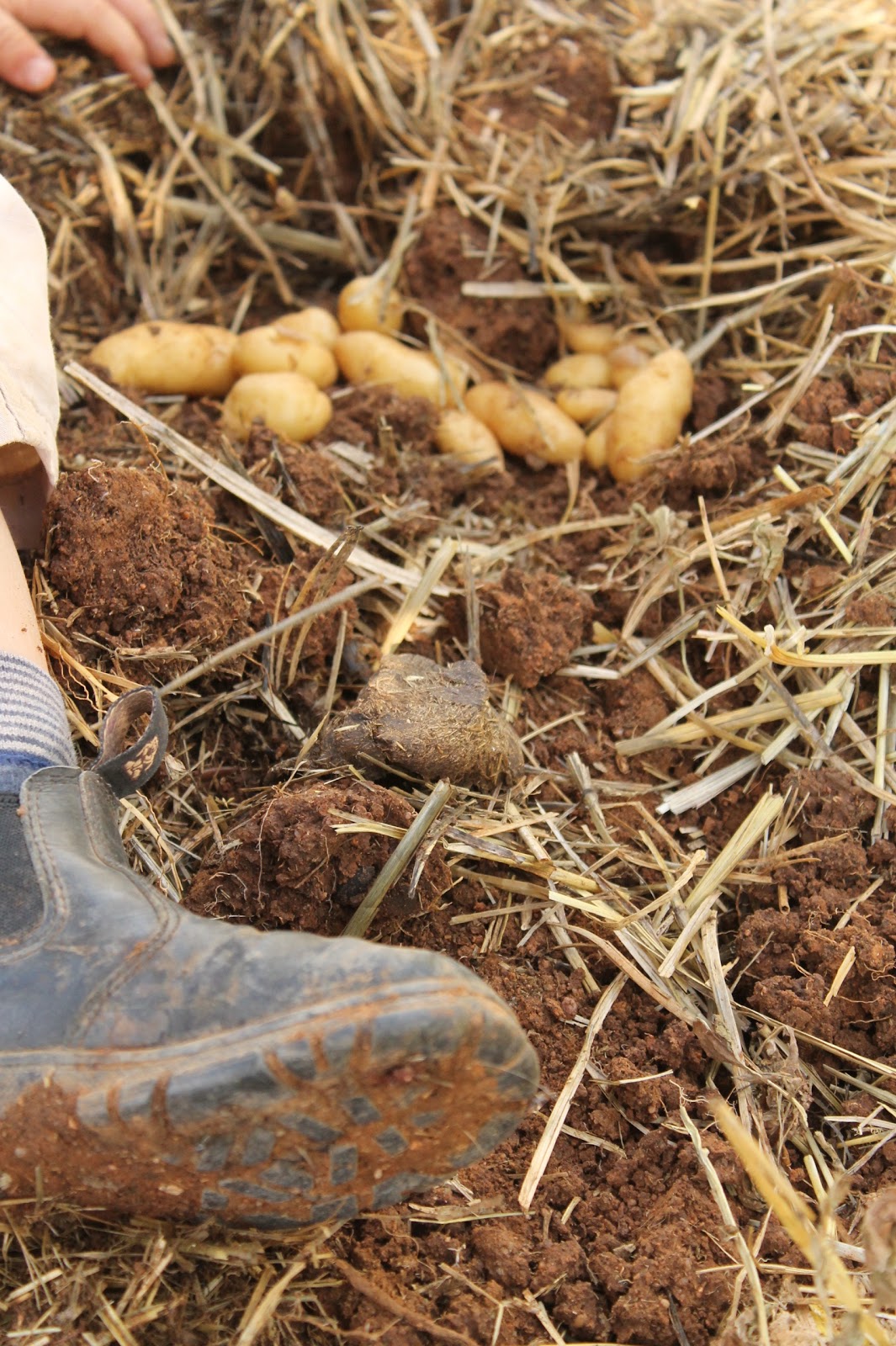 The humble spud - The Shady Baker