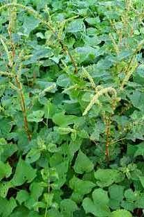 AMARANTHUS -MCHICHA ASILI KWA AFYA BORA ~ Mzizi Mkavu