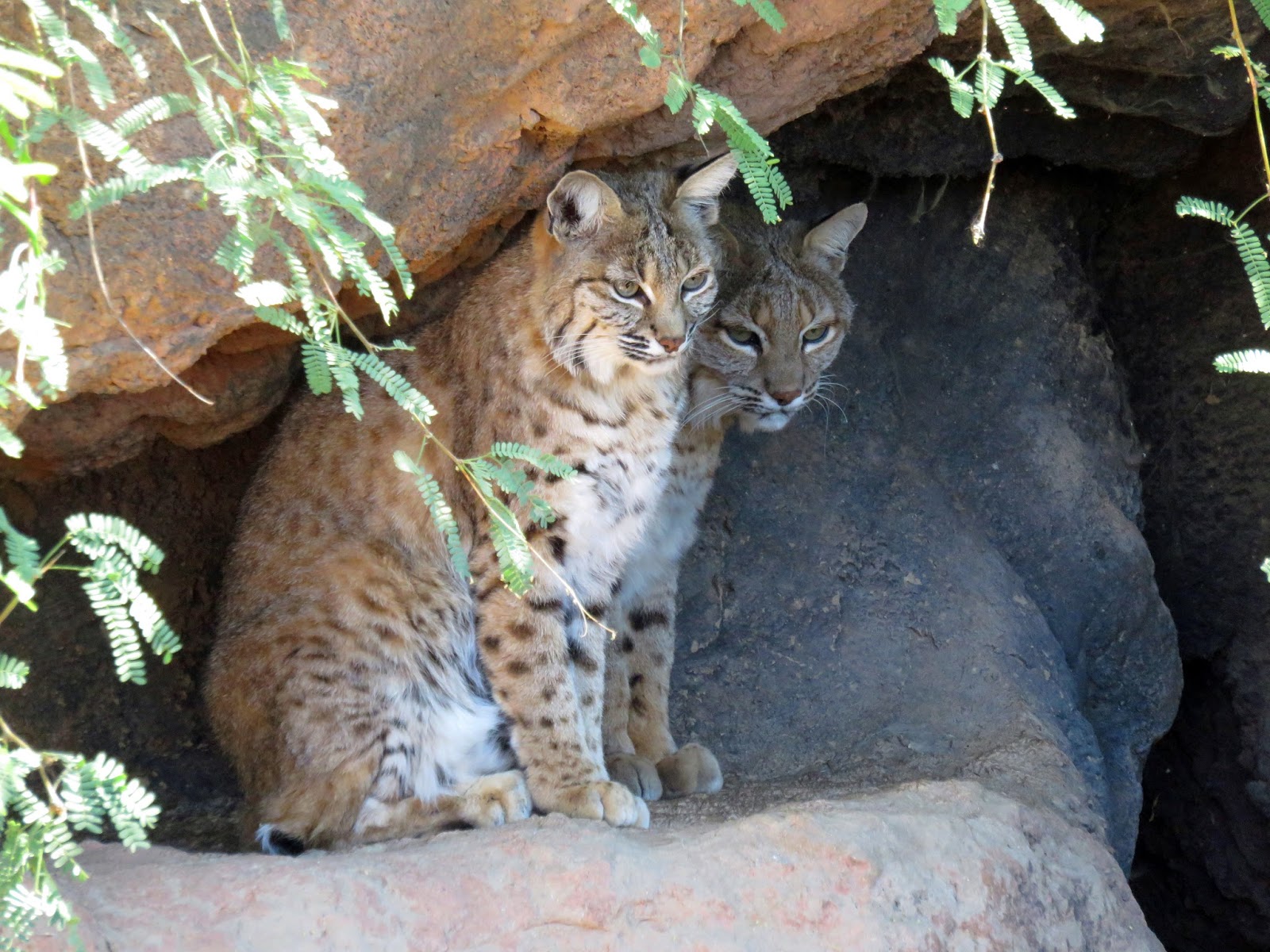 The Daily Rant: Looking Good Before The Pounce