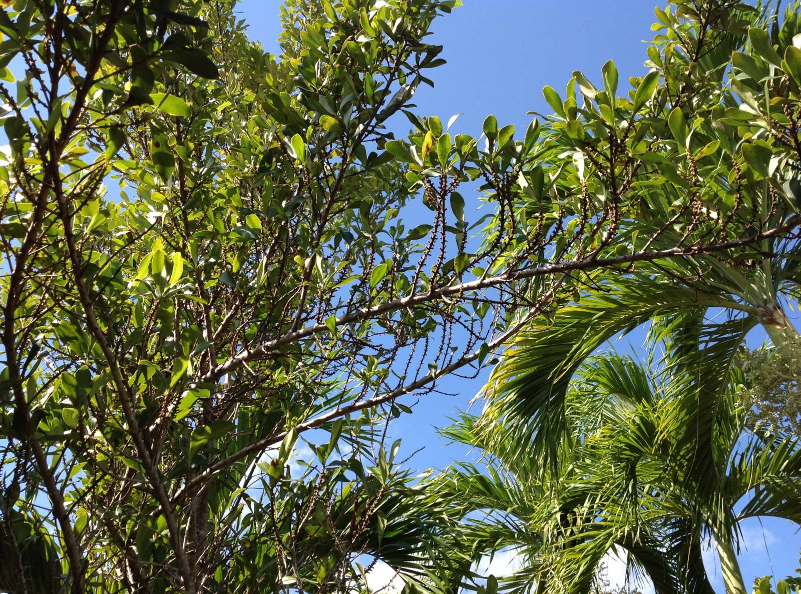CaymANNature: Earth Day - Cayman’s native plants for native wildlife
