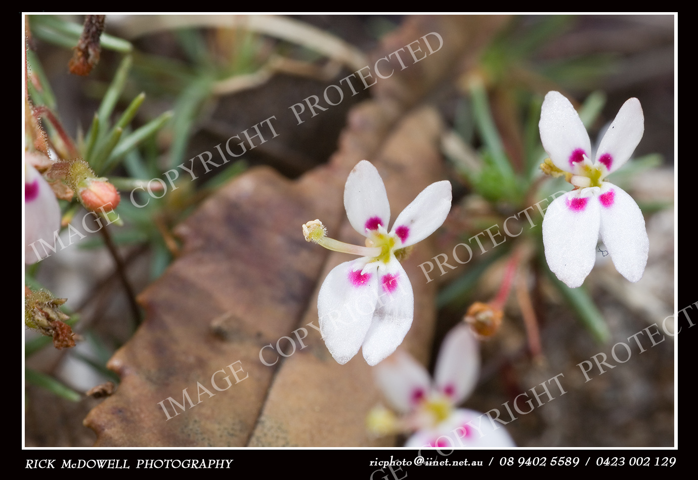 Richard McDowell Photography & Journalism: Stylidium trigger plants