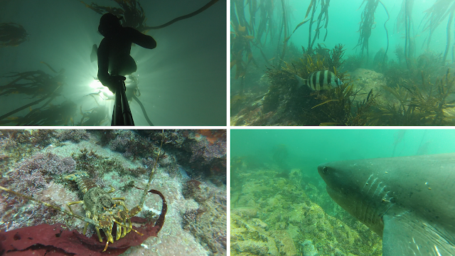 VlooiBooi: Freediving and Spearfishing In The Cape Kelp Forest