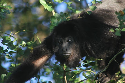 Saraguato: desaparece la "voz de la selva" | Líneas Verdes