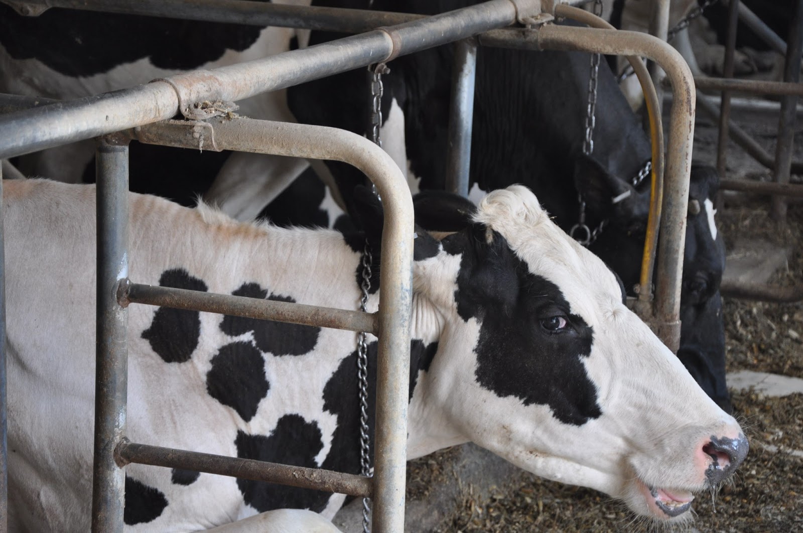 Frontier Farm: Tour of an Amish Farm (Caution - pictures of crude ...