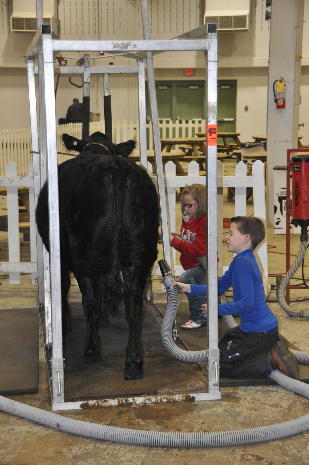 Dawson Cattle Company: Show Cattle knowledge....