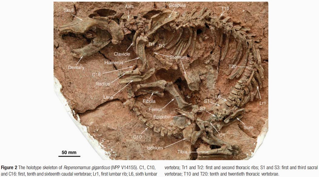Variety of Life: Mammaliaformes