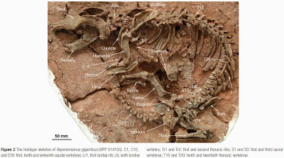 Variety of Life: Mammaliaformes