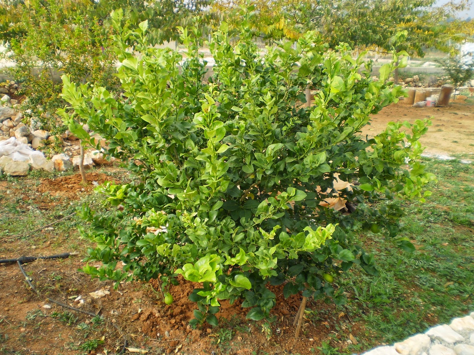 Cultivar el Huerto Casero.: Primeros limones en el huerto.