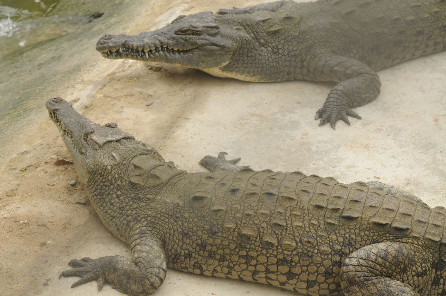 DESTINOS TURISTICOS DEL PERU: Santuario nacional Manglares de Tumbes