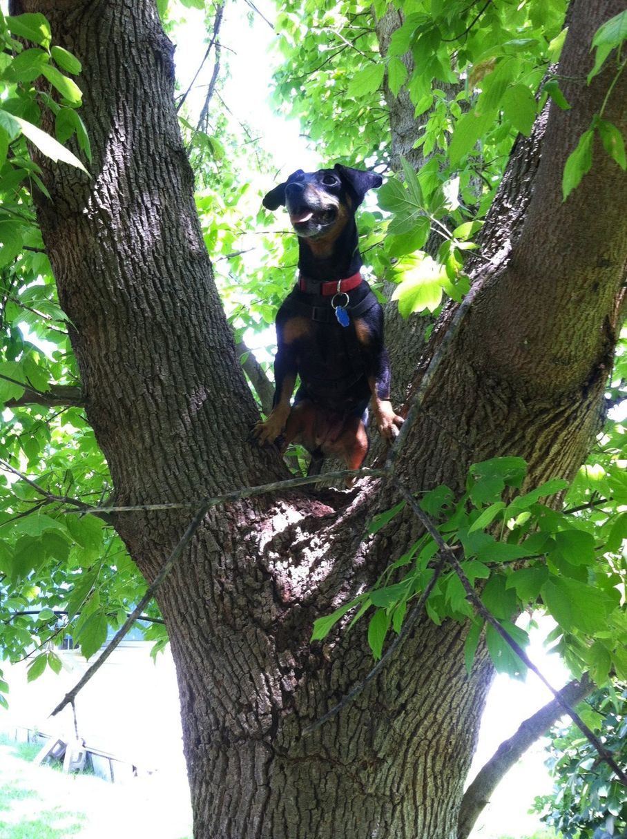 The Long and Short of it All: A Dachshund Dog News Magazine: Meet ...