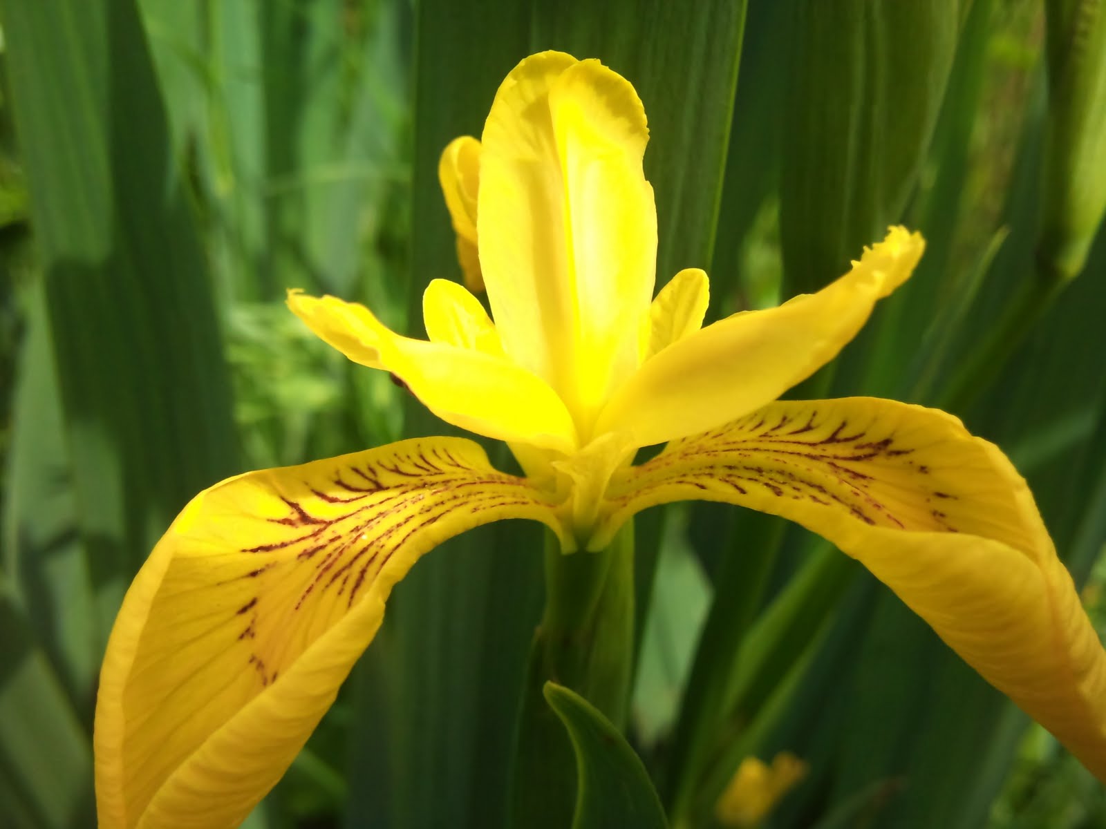 Vibrant Ireland!: Blooming beautiful- our Irish garden