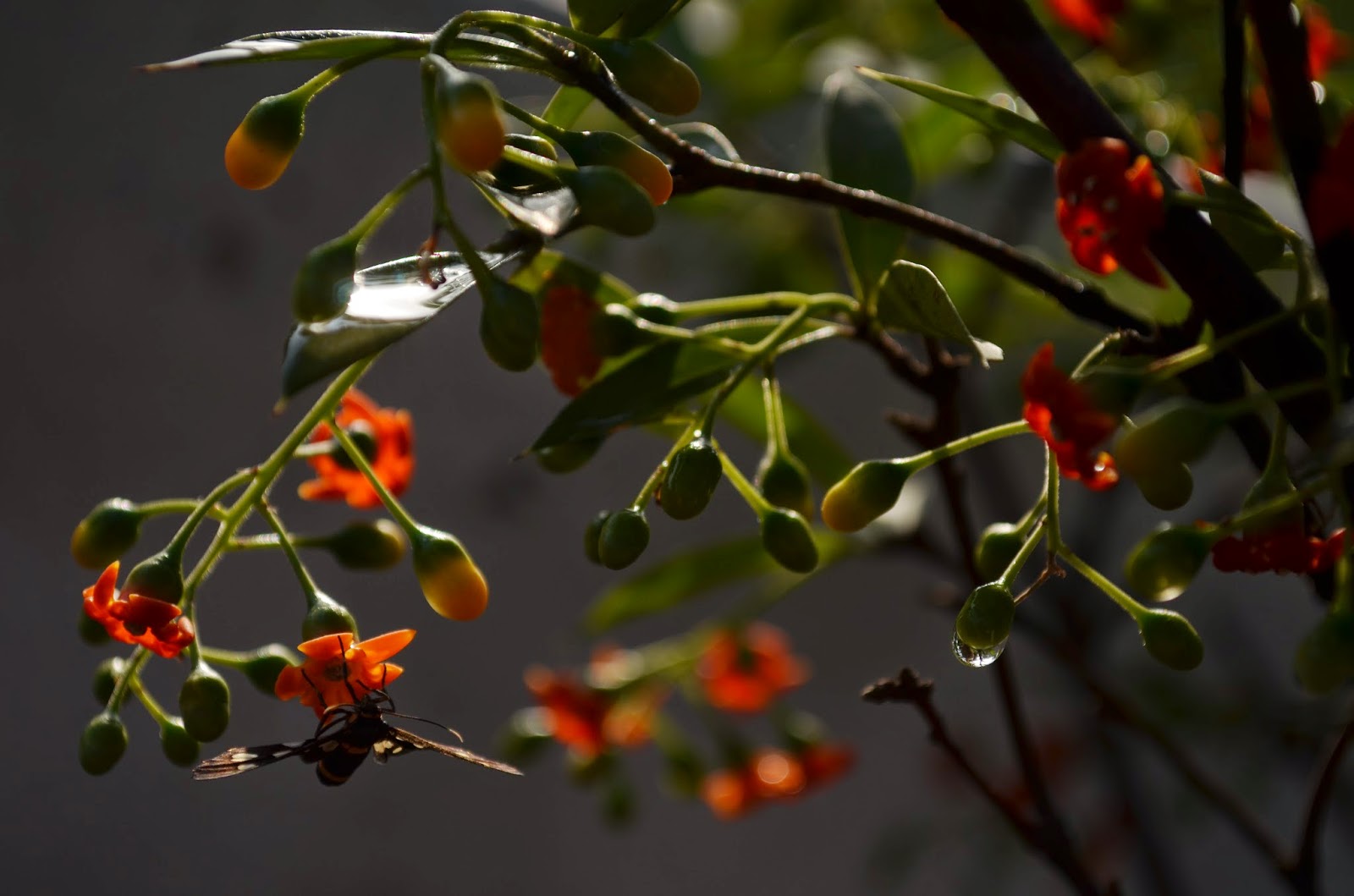 Just saying...: Jacquinia Justifiably so Aurantiaca