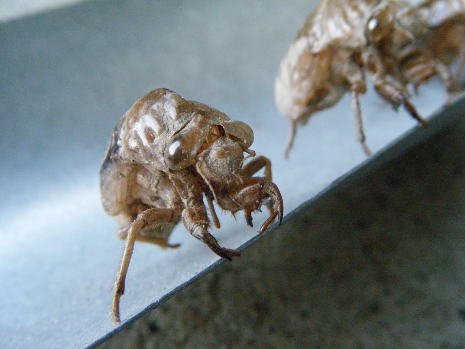 What About Pie: Locust or Cicada?