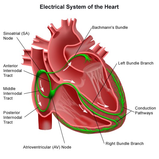 KNOW UR HEART: CONDUCTION SYSTEM OF THE HEART