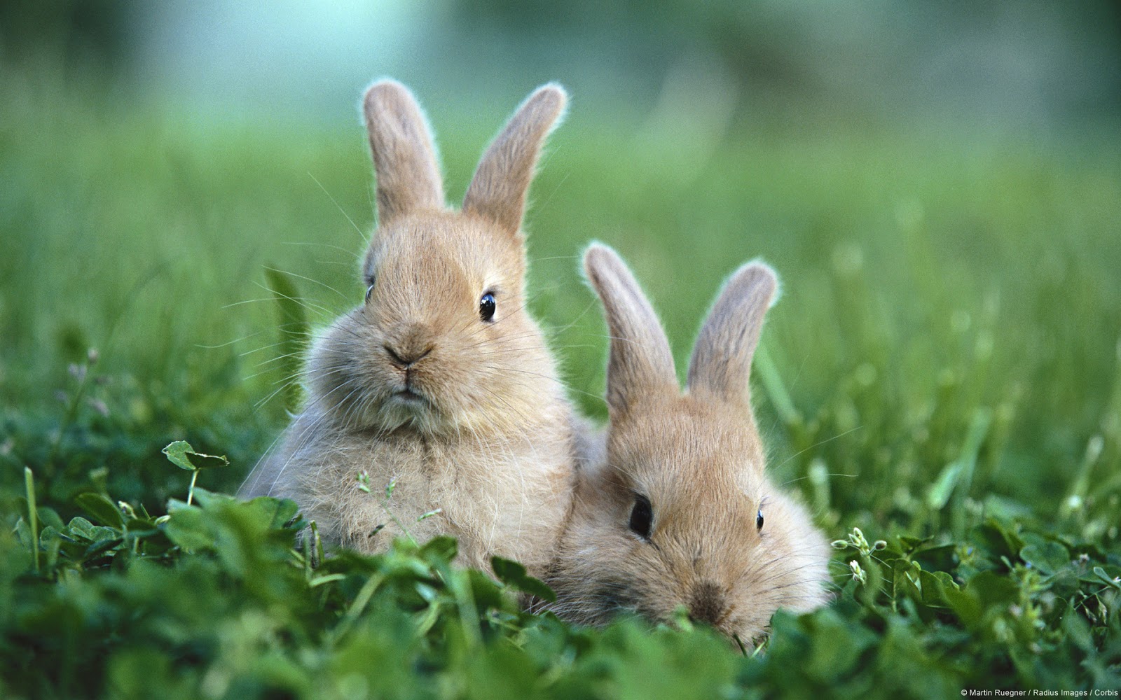 Rabbits Wallpapers - free Wallpapers - 3D HD Wallpapers
