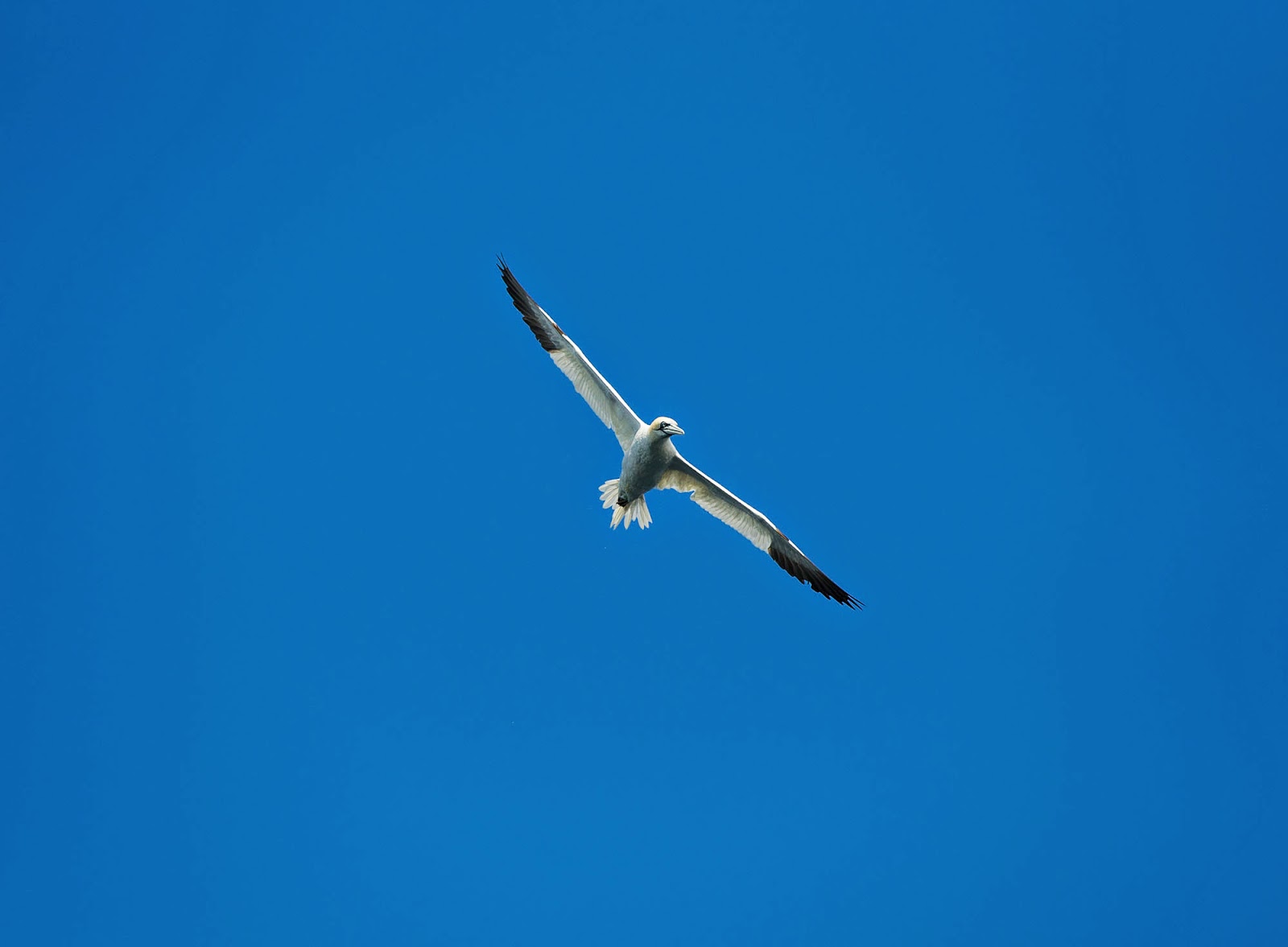 Hermaness National Nature Reserve - Britain All Over Travel Guide