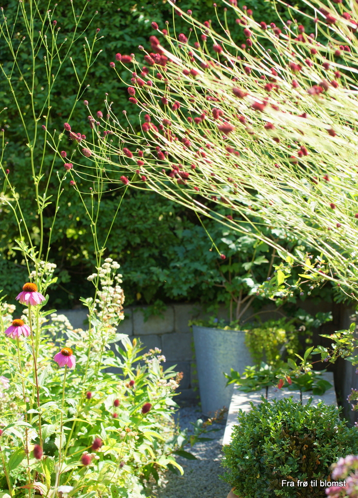 Fra frø til blomst: Solhatte og kvæsurt