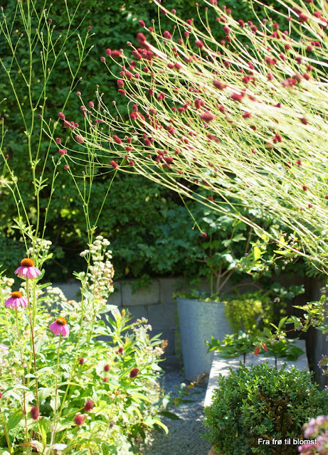 Fra frø til blomst: Solhatte og kvæsurt