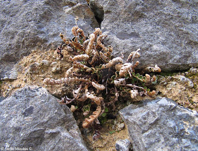 Sangrando en verde: El milagro de la Estivación: de la muerte a la vida ...