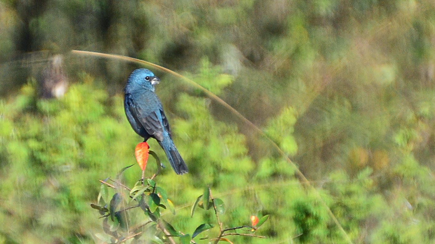 Aves de La Floresta: Azulito