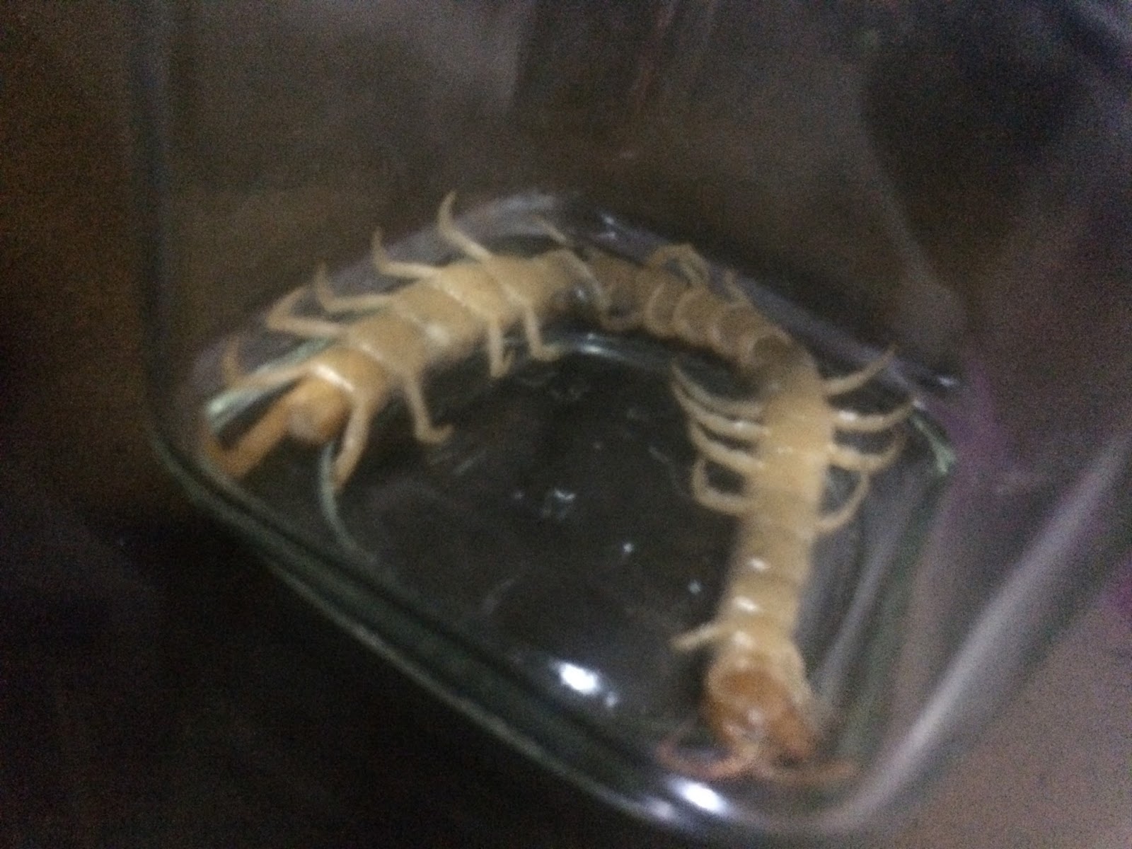 RIbI: Centipede Bite