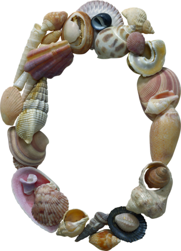 ForgetMeNot: Seashells Numbers