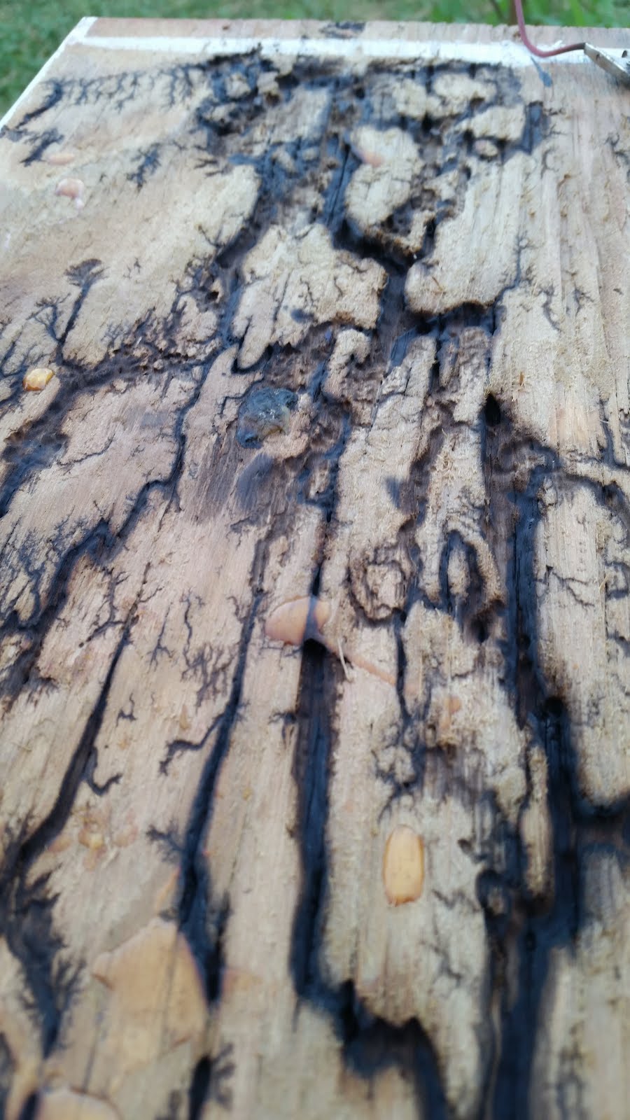 The Dada Collective: Lichtenberg Process with "Roots of the Mountain"