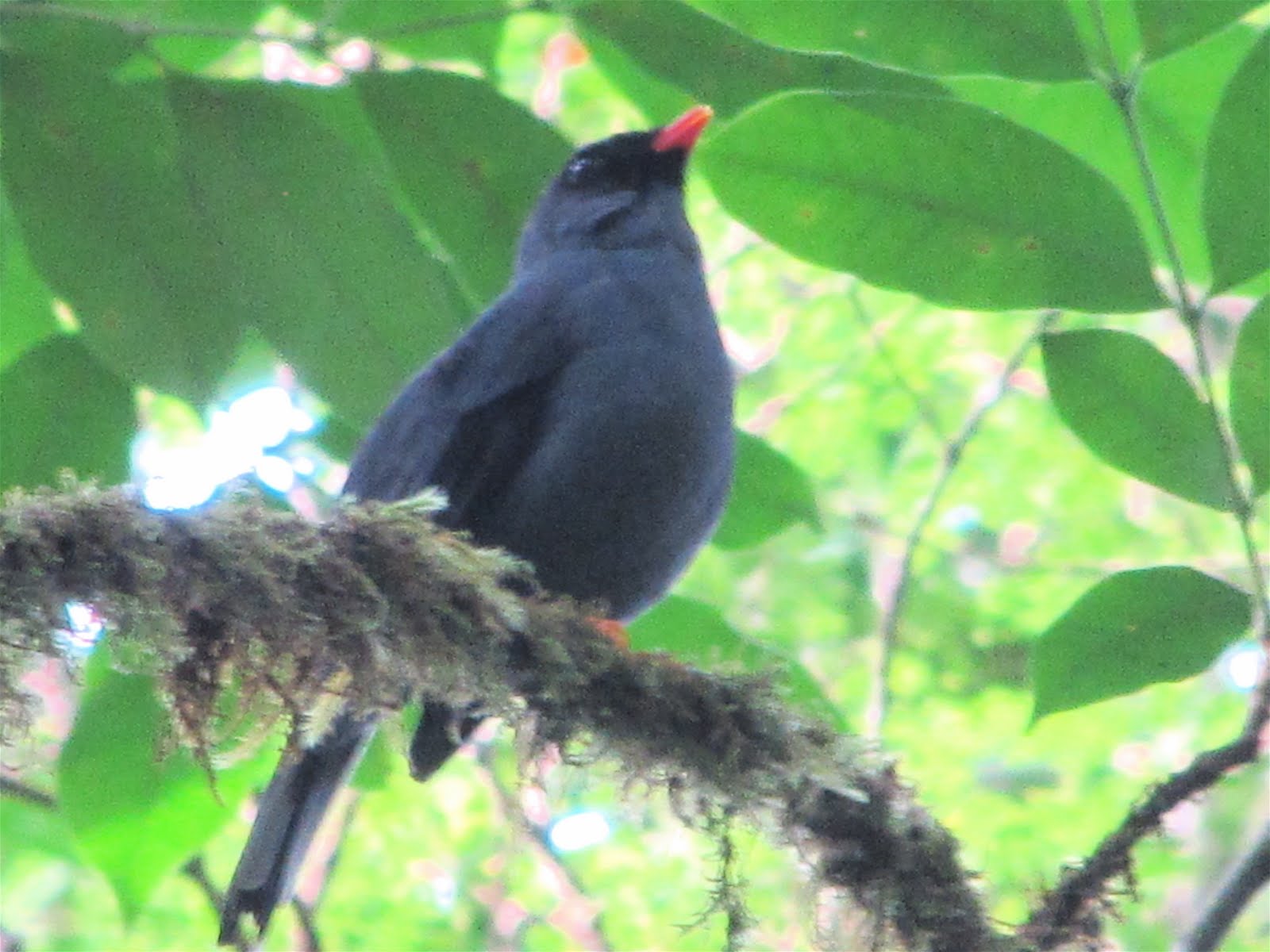 Birders Without Borders: Black-faced Solitaire