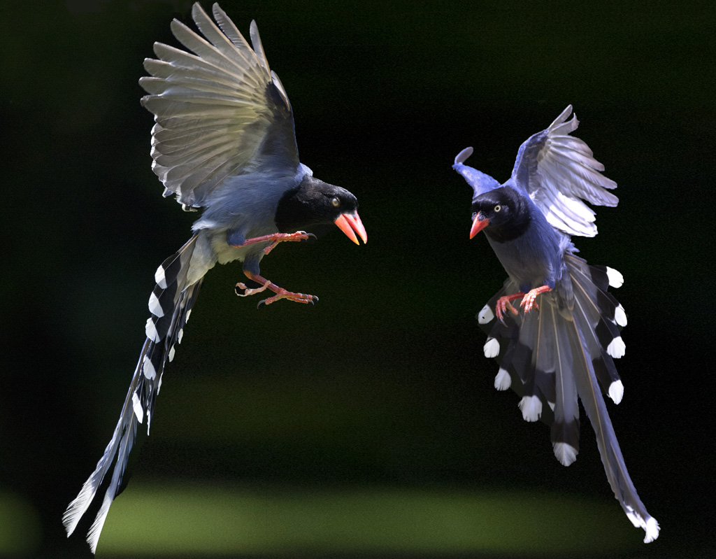 Taiwan Blue Magpie (Urocissa caerulea) - Ryan Maigan Birds