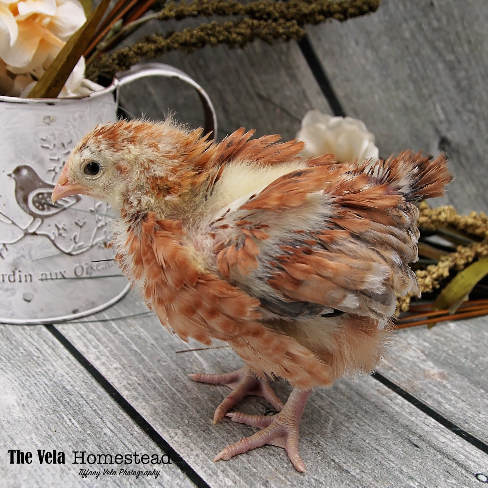 Chickens 4 weeks old and new additions! | The Vela Homestead