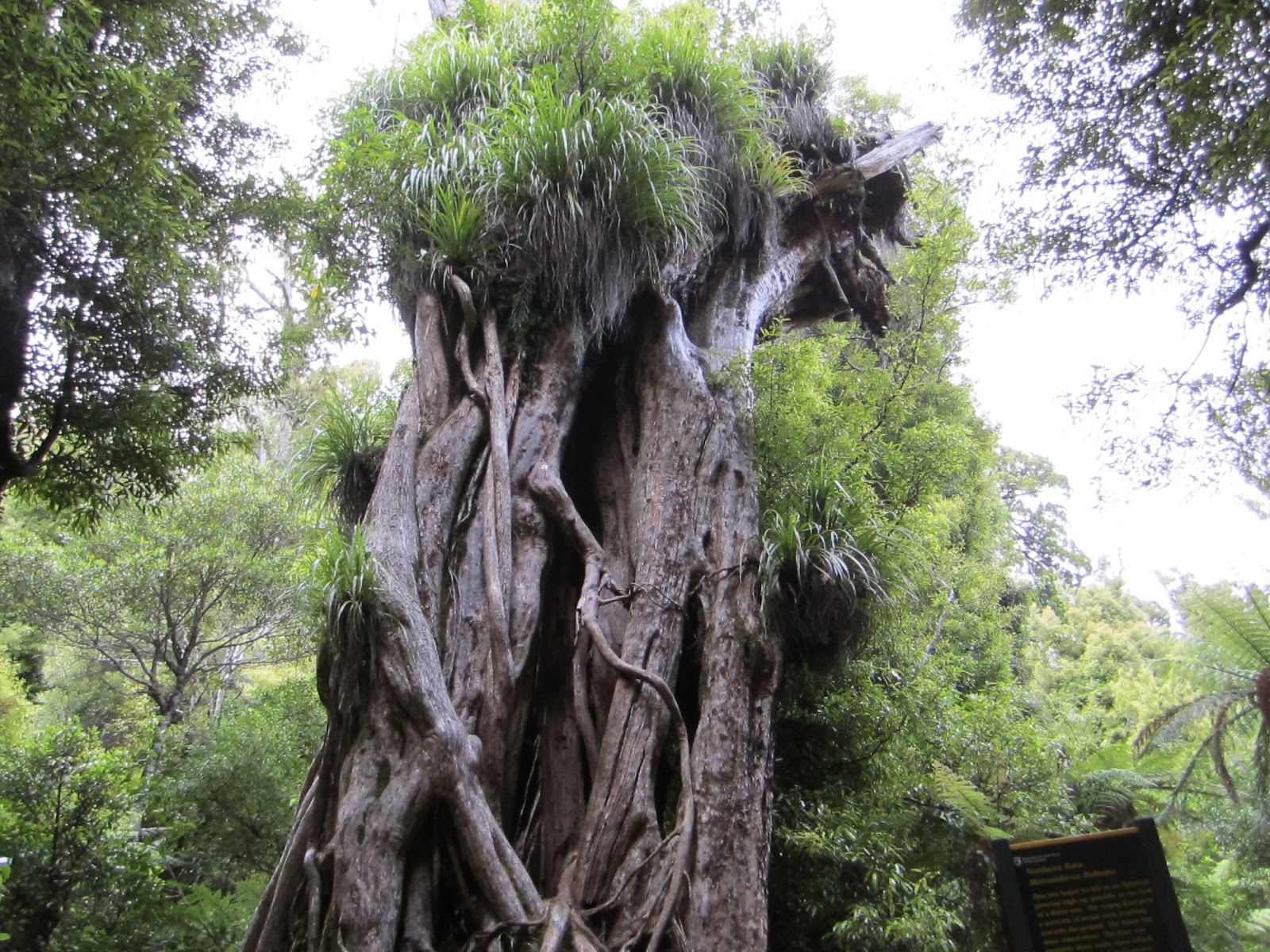 B and G in New Zealand: Hobbiton and Te Urewera National Park